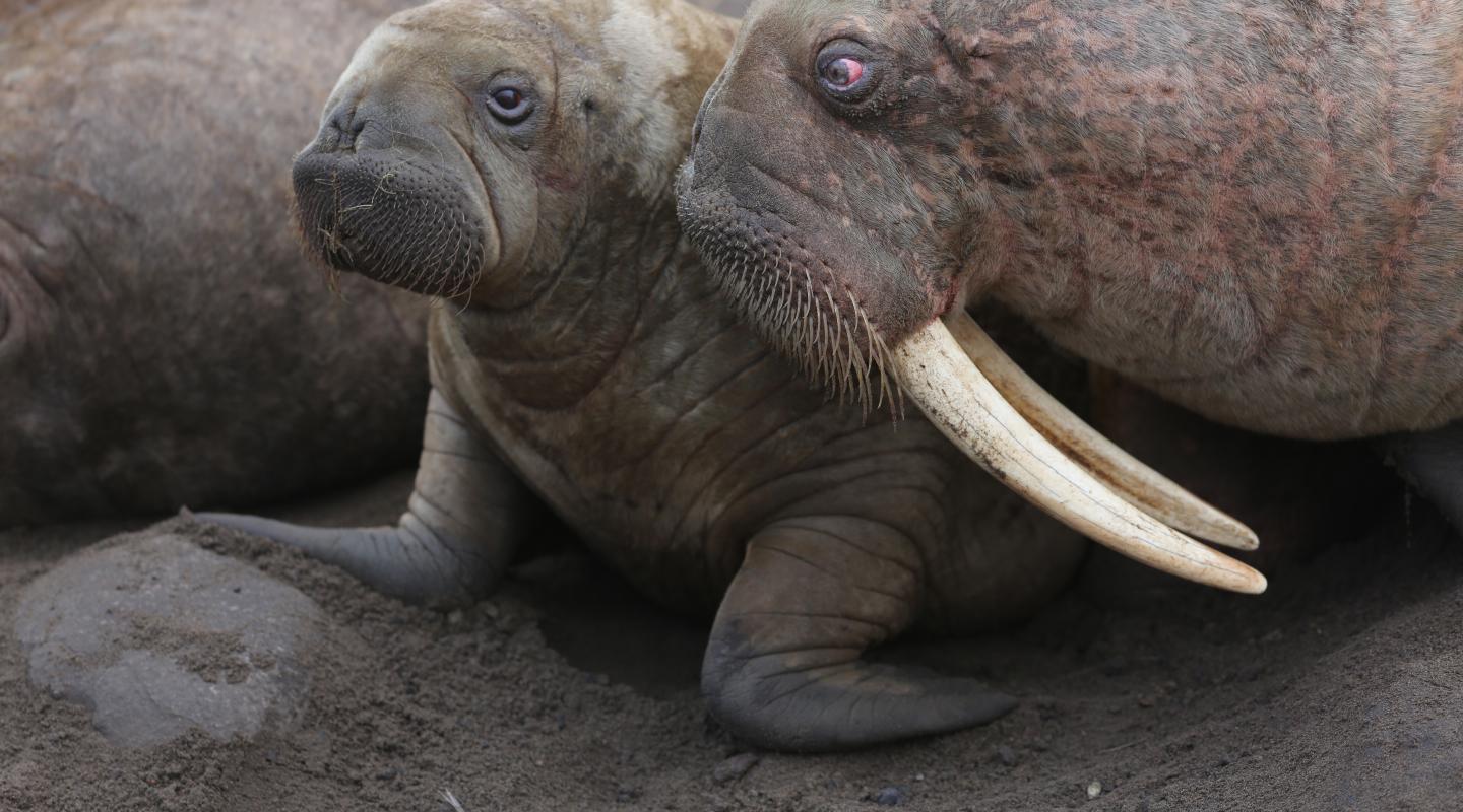 Here are our top 10 facts about Walrus | WWF