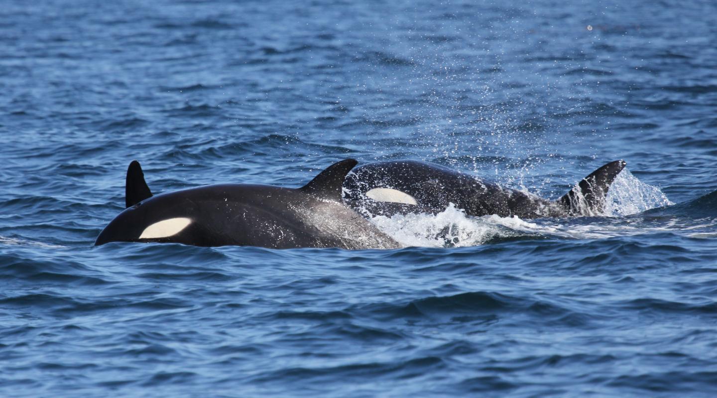 11 Arctic species affected by climate change | WWF