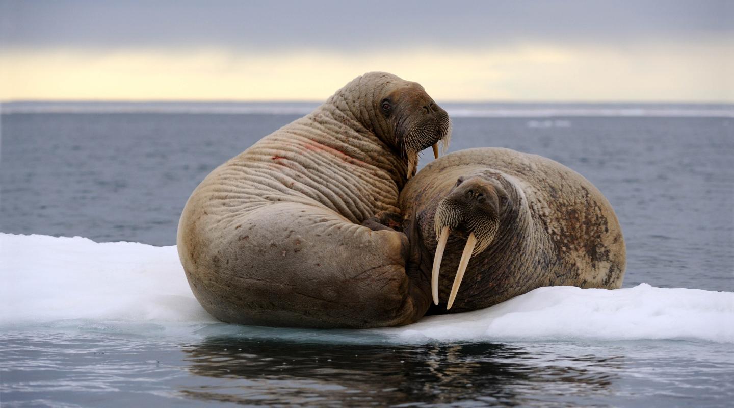 Here are our top 10 facts about Walrus | WWF