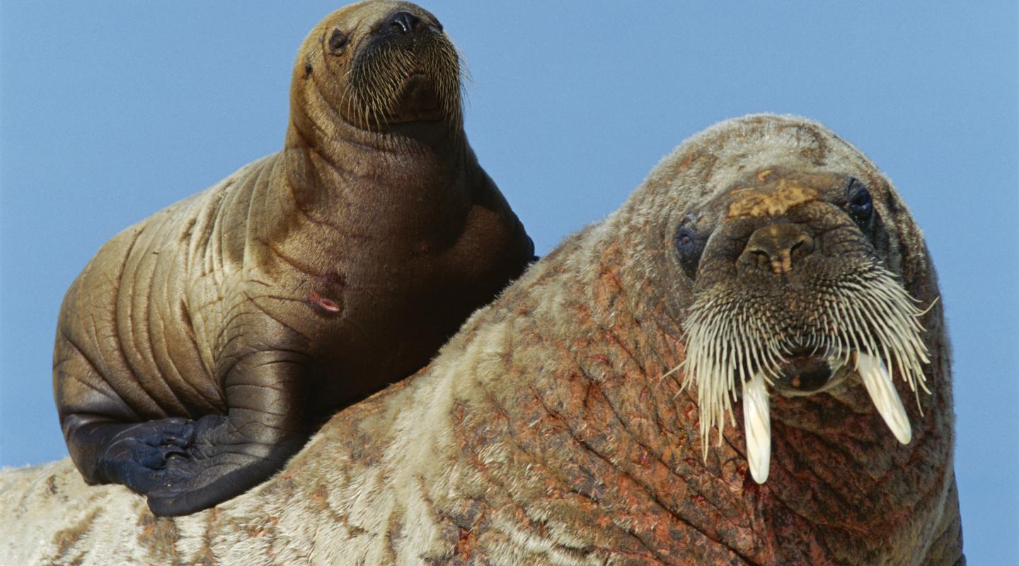 Here are our top 10 facts about Walrus | WWF
