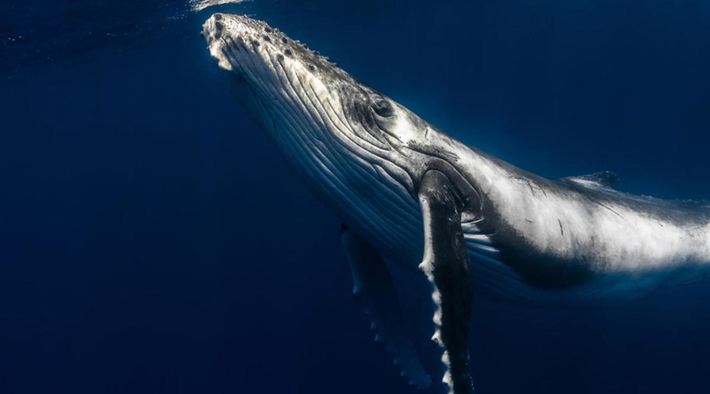 Here are our top 10 facts about whales | WWF