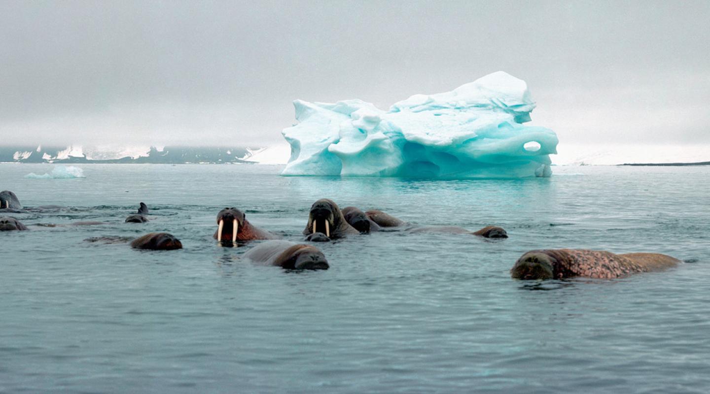 Here are our top 10 facts about Walrus | WWF