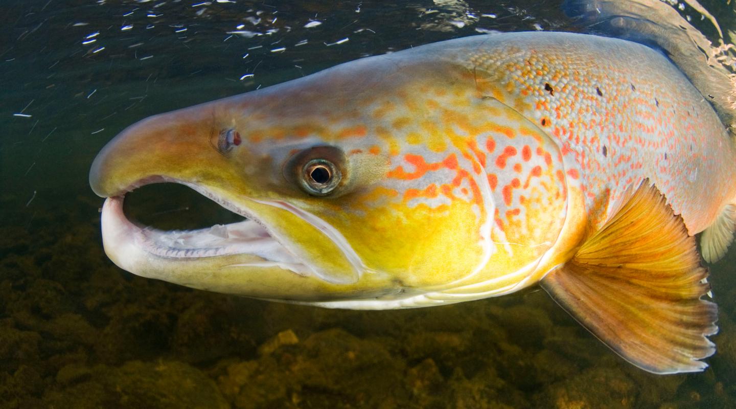 9 UK species affected by climate change | WWF