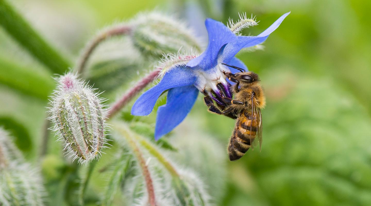 Learn these top 10 facts about bees | WWF