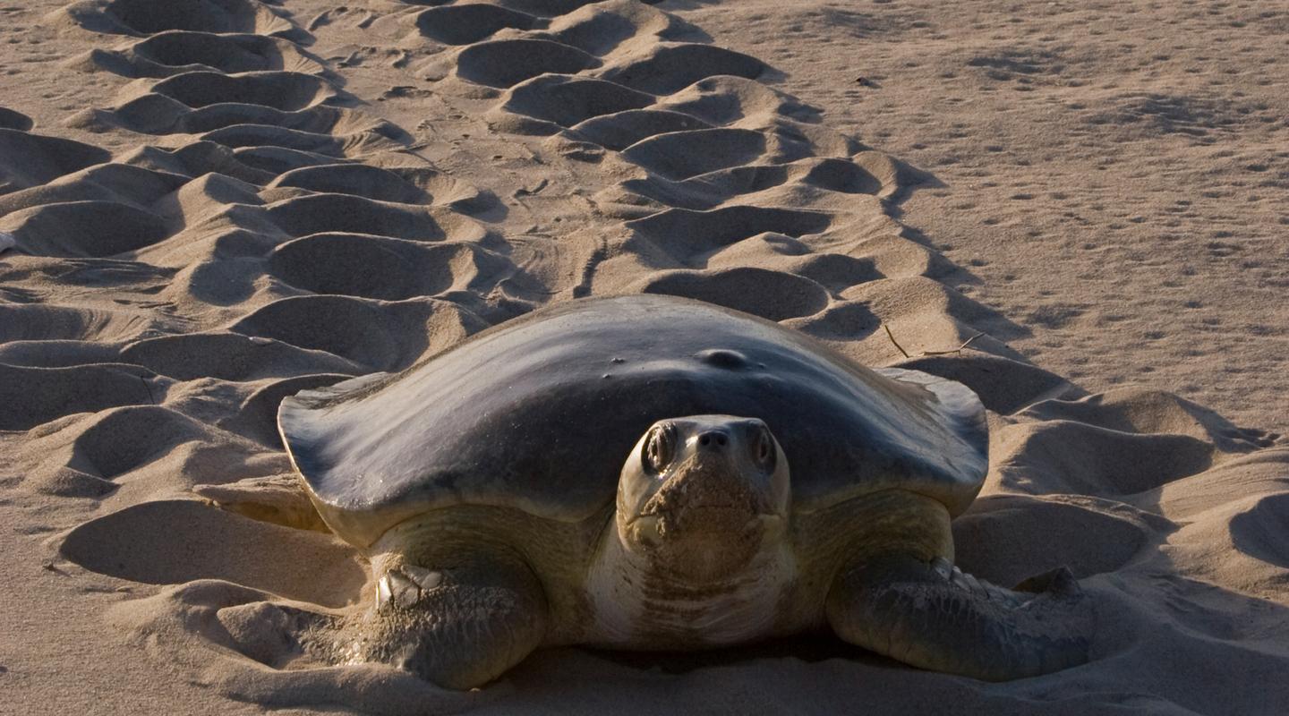 Top 10 facts about marine turtles | WWF
