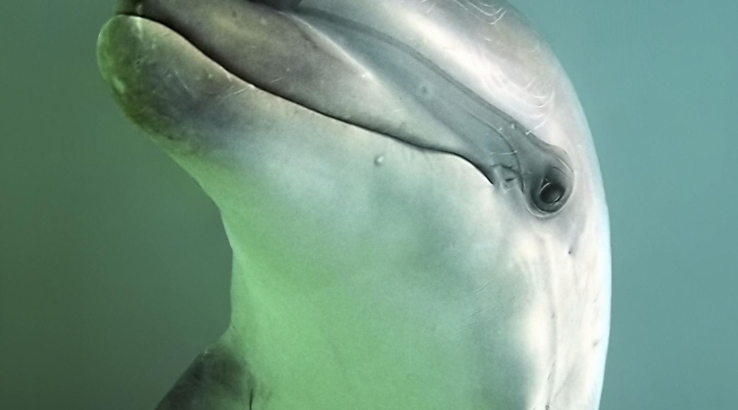 10 species you might not know live around our UK seas | WWF