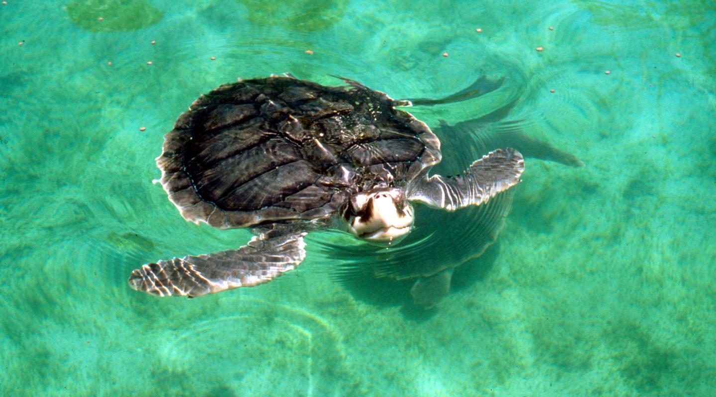 Top 10 facts about marine turtles | WWF