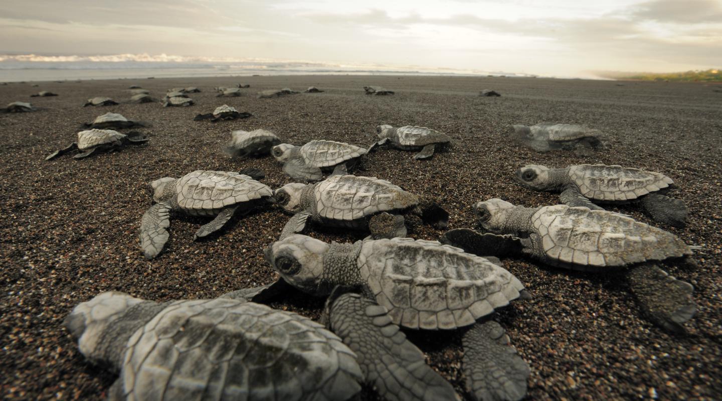 Top 10 facts about marine turtles | WWF