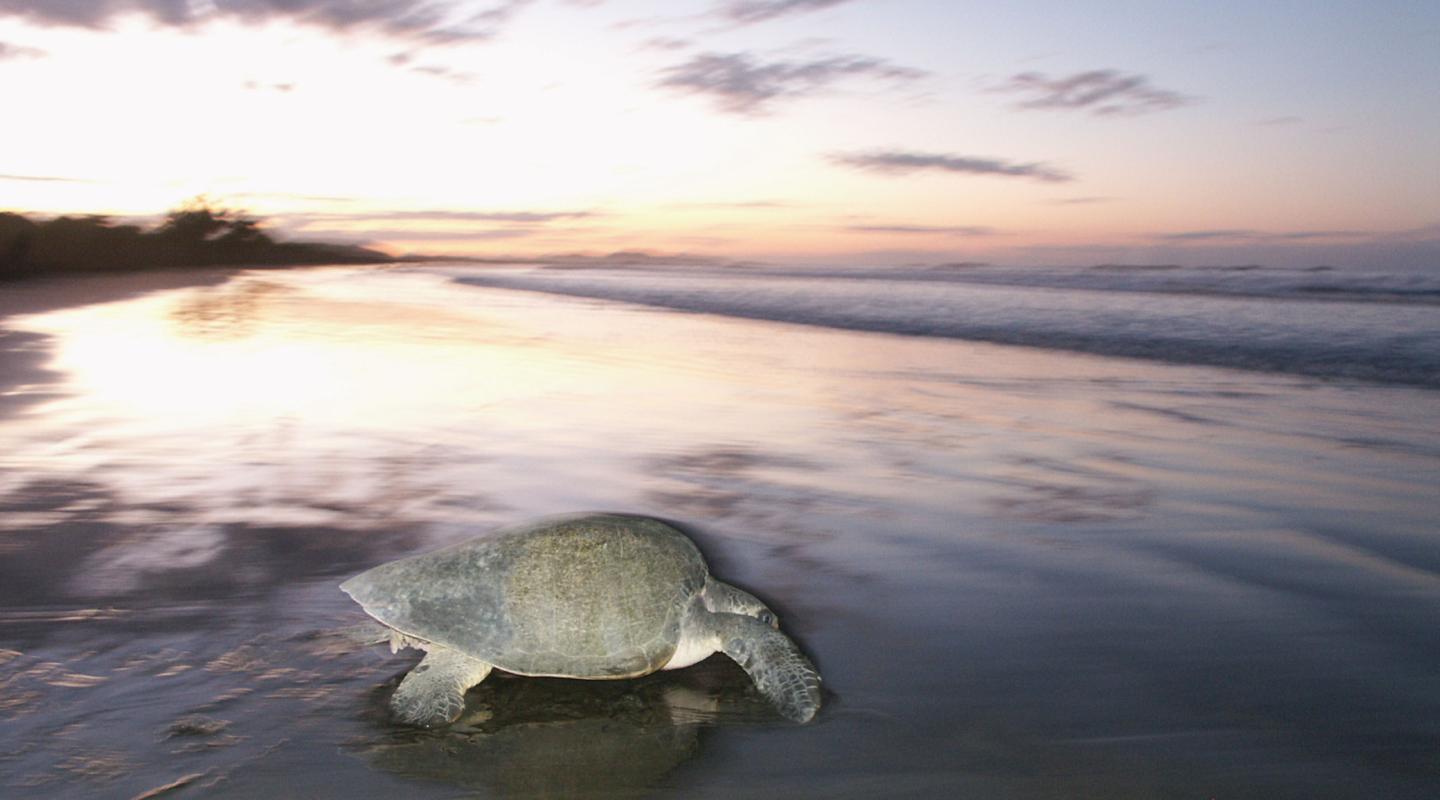 Top 10 facts about marine turtles | WWF