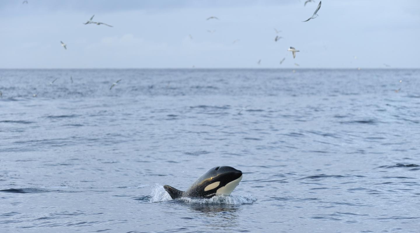 10 species you might not know live around our UK seas | WWF