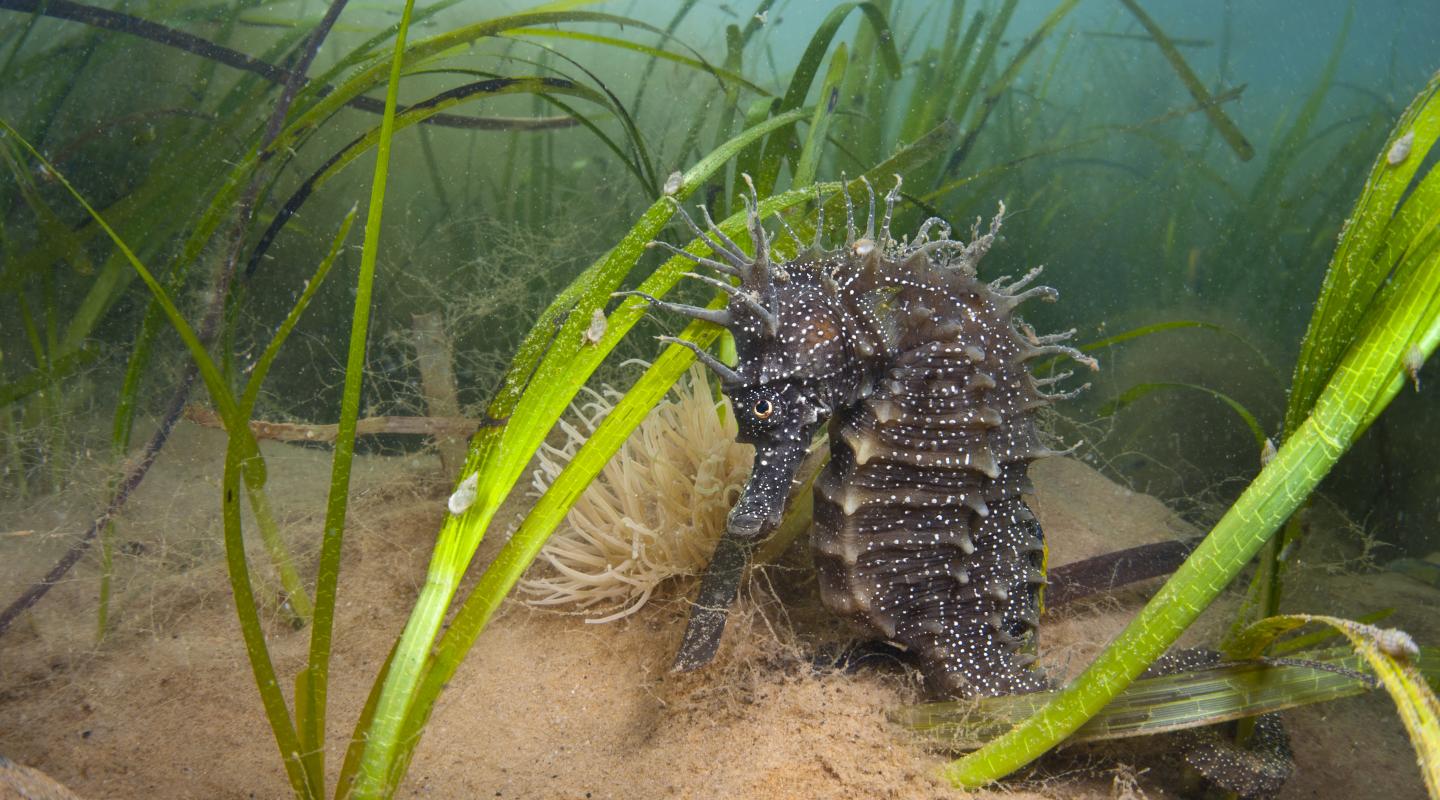 10 species you might not know live around our UK seas | WWF