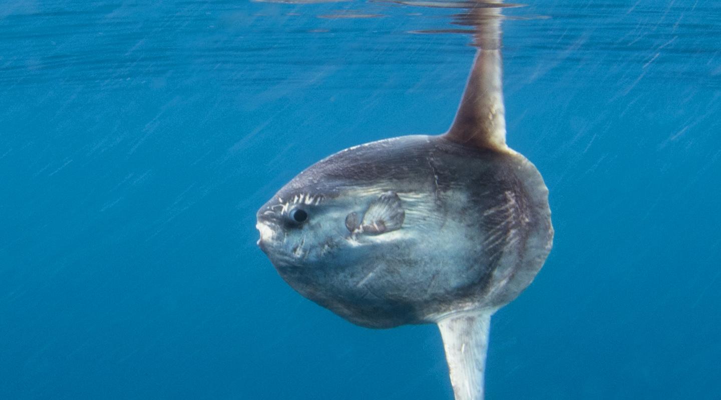 10 species you might not know live around our UK seas | WWF