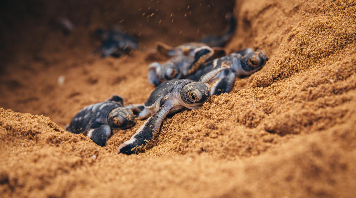 Top 10 facts about marine turtles | WWF