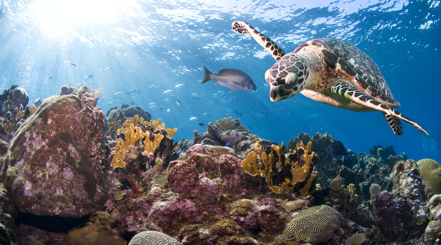 Top 10 facts about marine turtles | WWF