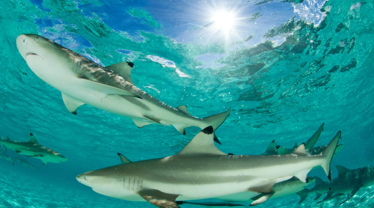 Learn our top 10 facts about sharks | WWF