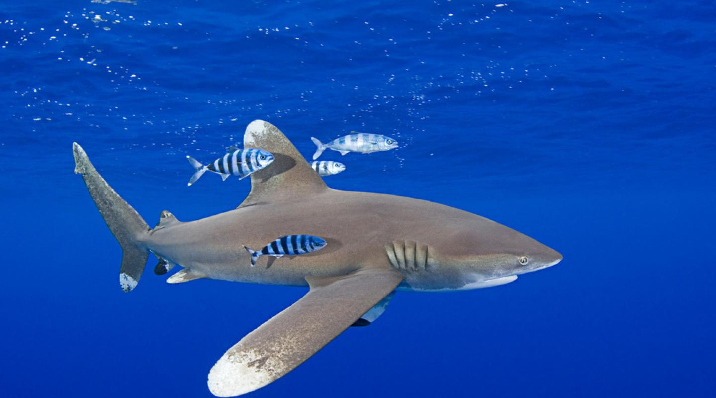 Learn our top 10 facts about sharks | WWF