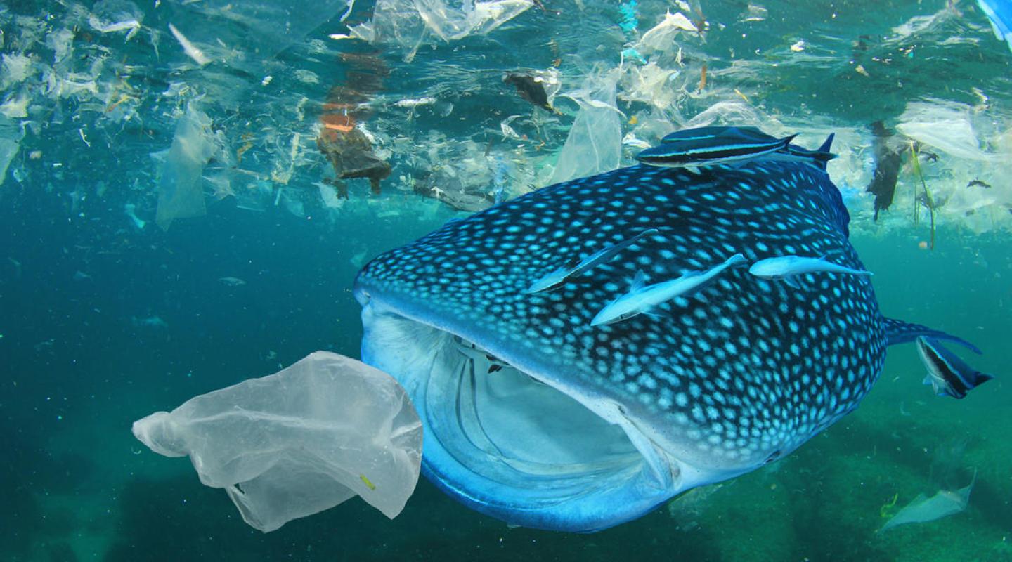 5 interesting facts about whale sharks | WWF