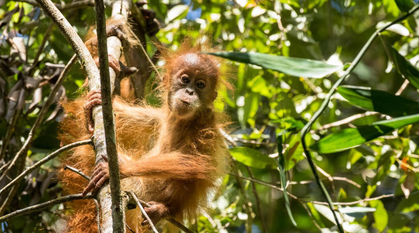 Top 10 facts about orangutans | WWF