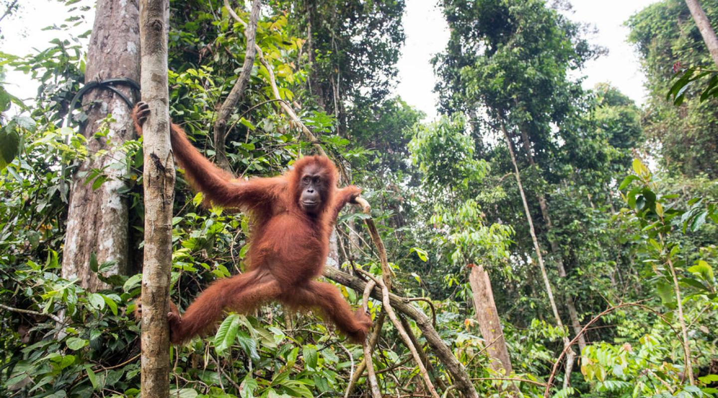 Top 10 facts about orangutans | WWF