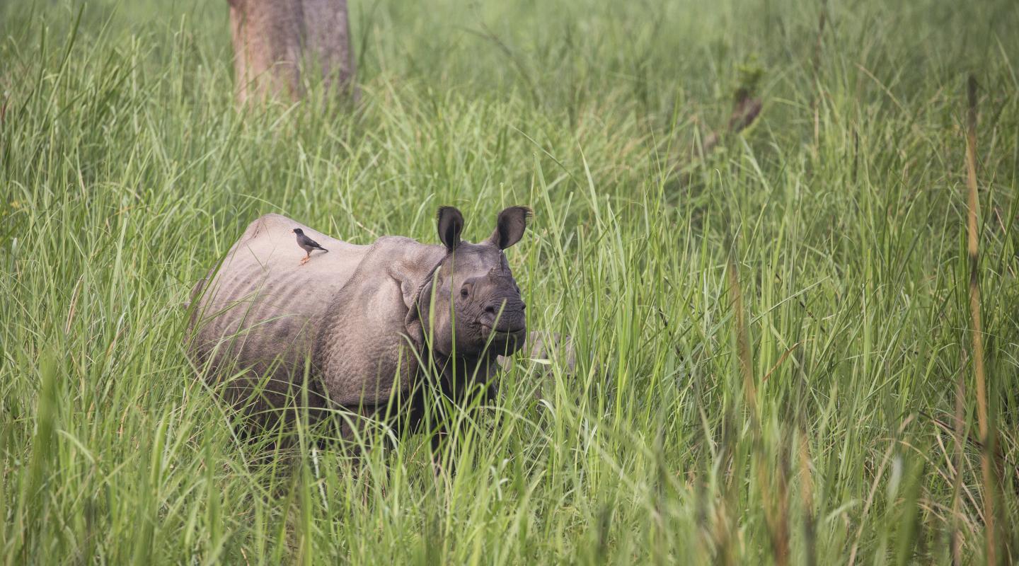 Here are our top 10 facts about rhinos | WWF