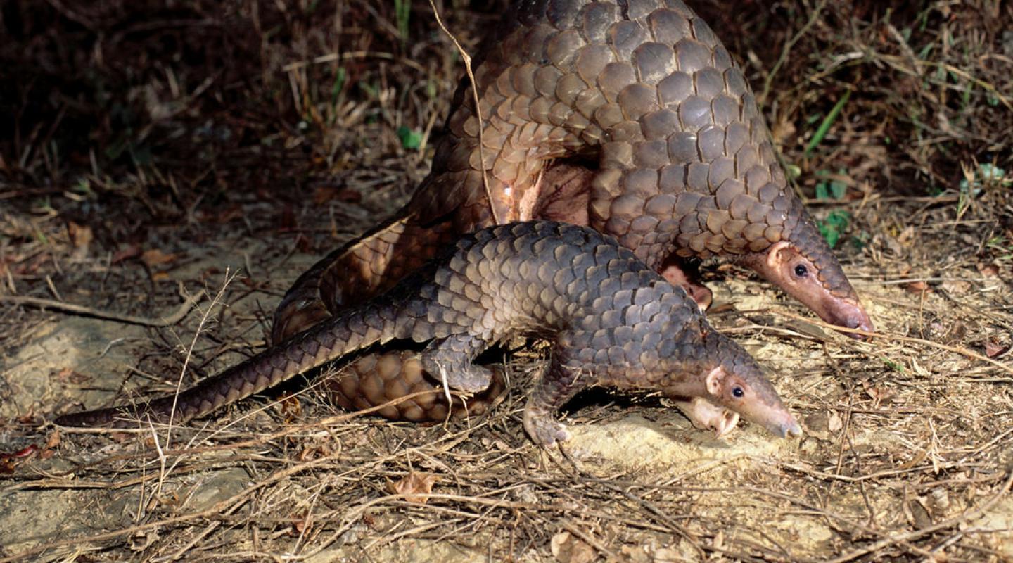 Learn our top 5 facts about pangolins | WWF