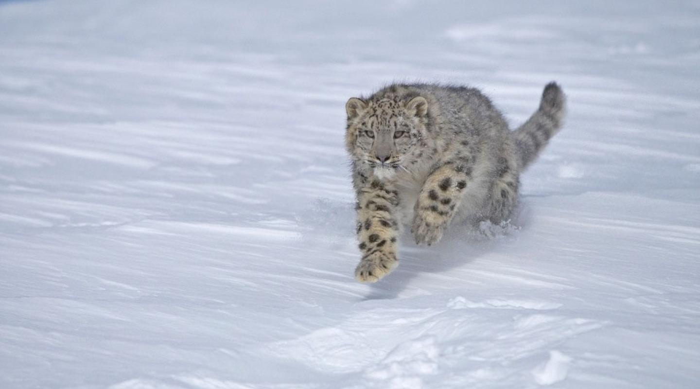 Top 10 facts about Snow Leopards | WWF