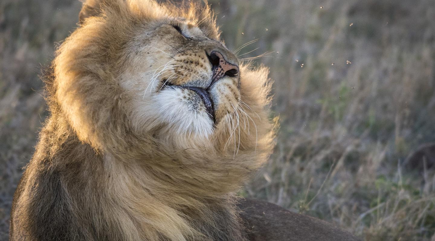 Top 10 facts about Lions | WWF