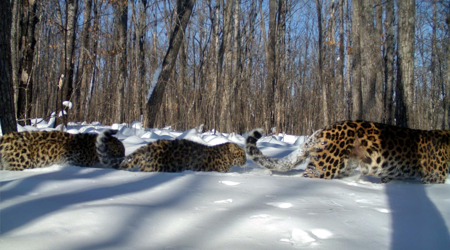 Top 10 facts about Amur Leopards | WWF