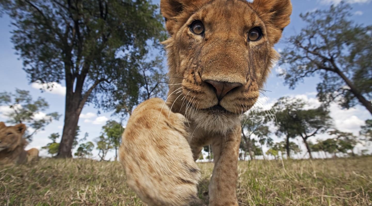 Top 10 facts about Lions | WWF