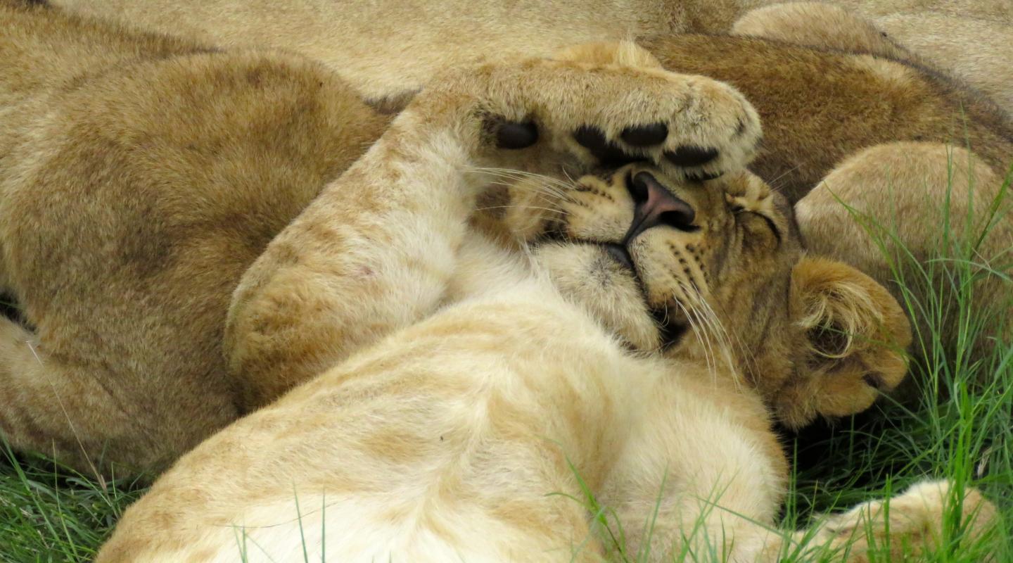 Top 10 facts about Lions | WWF