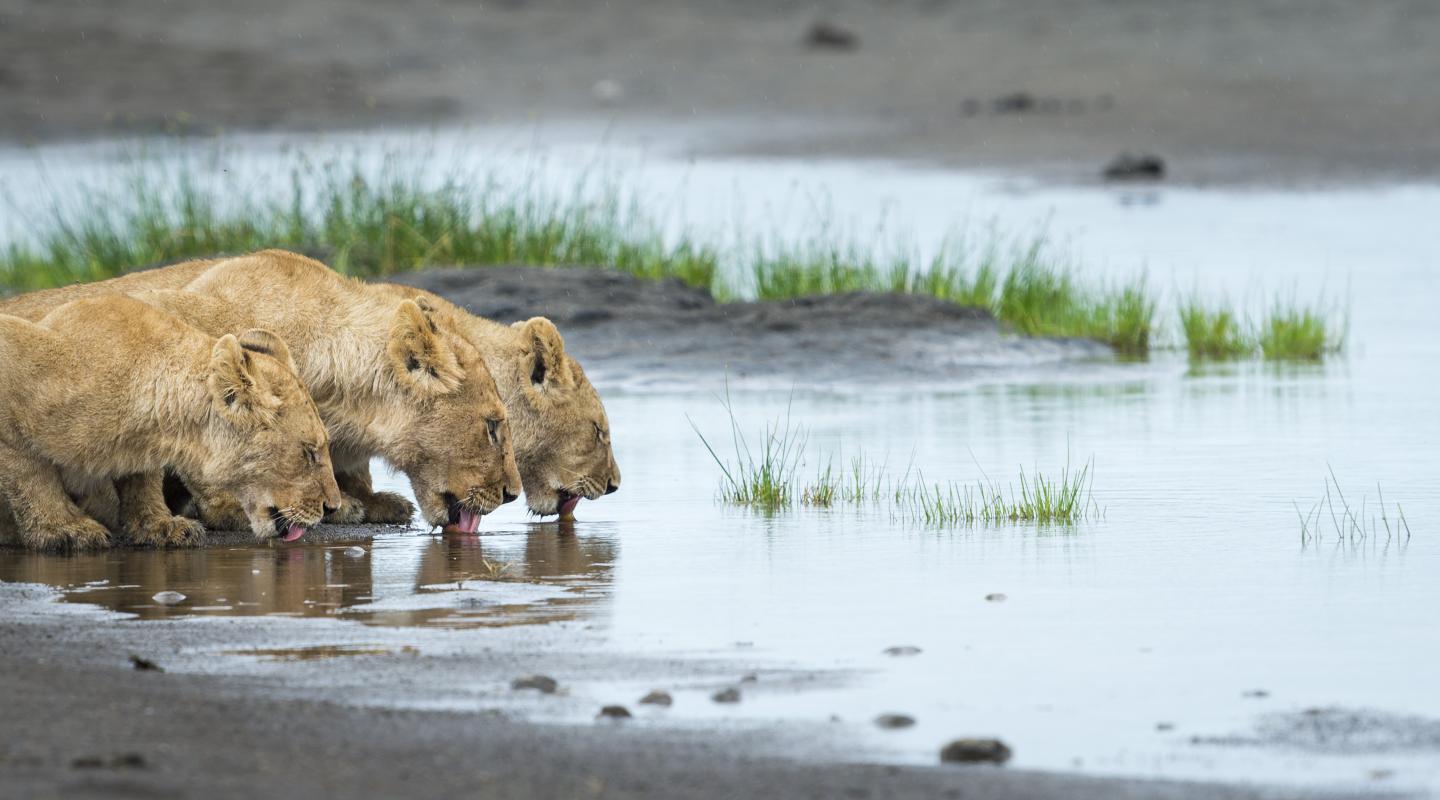 Top 10 facts about Lions | WWF