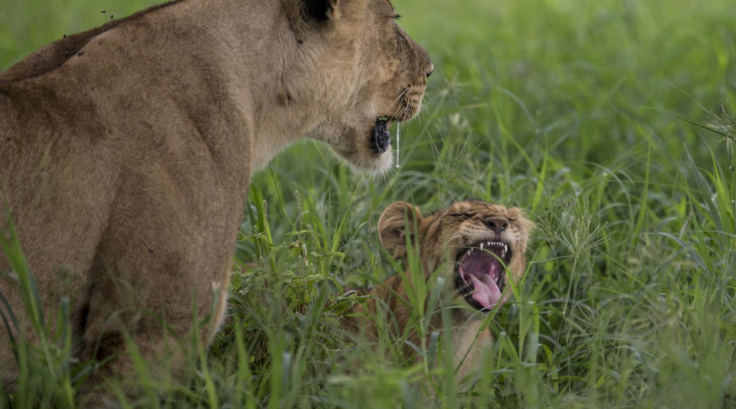 Top 10 facts about Lions | WWF