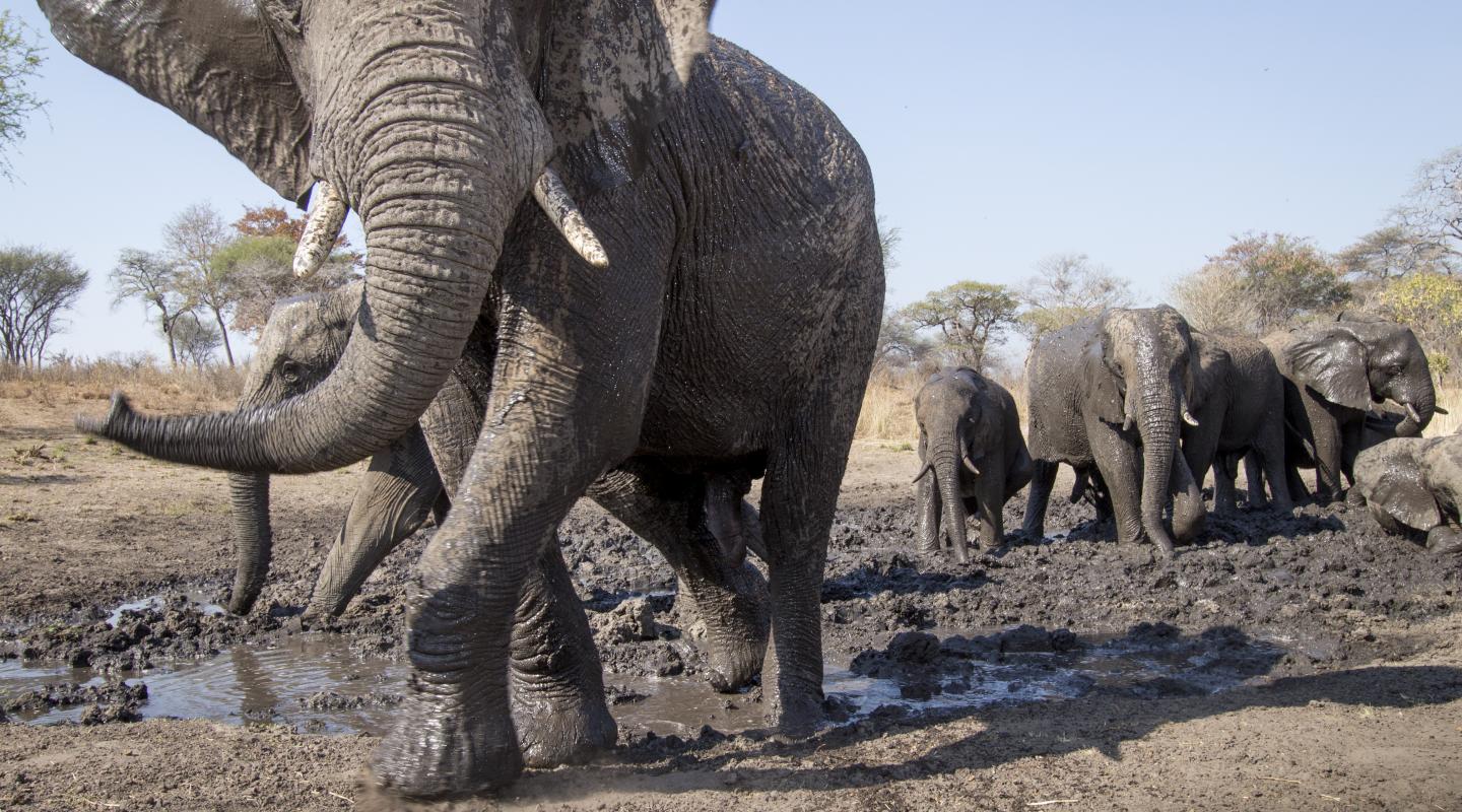 Our top 10 facts about elephants | WWF