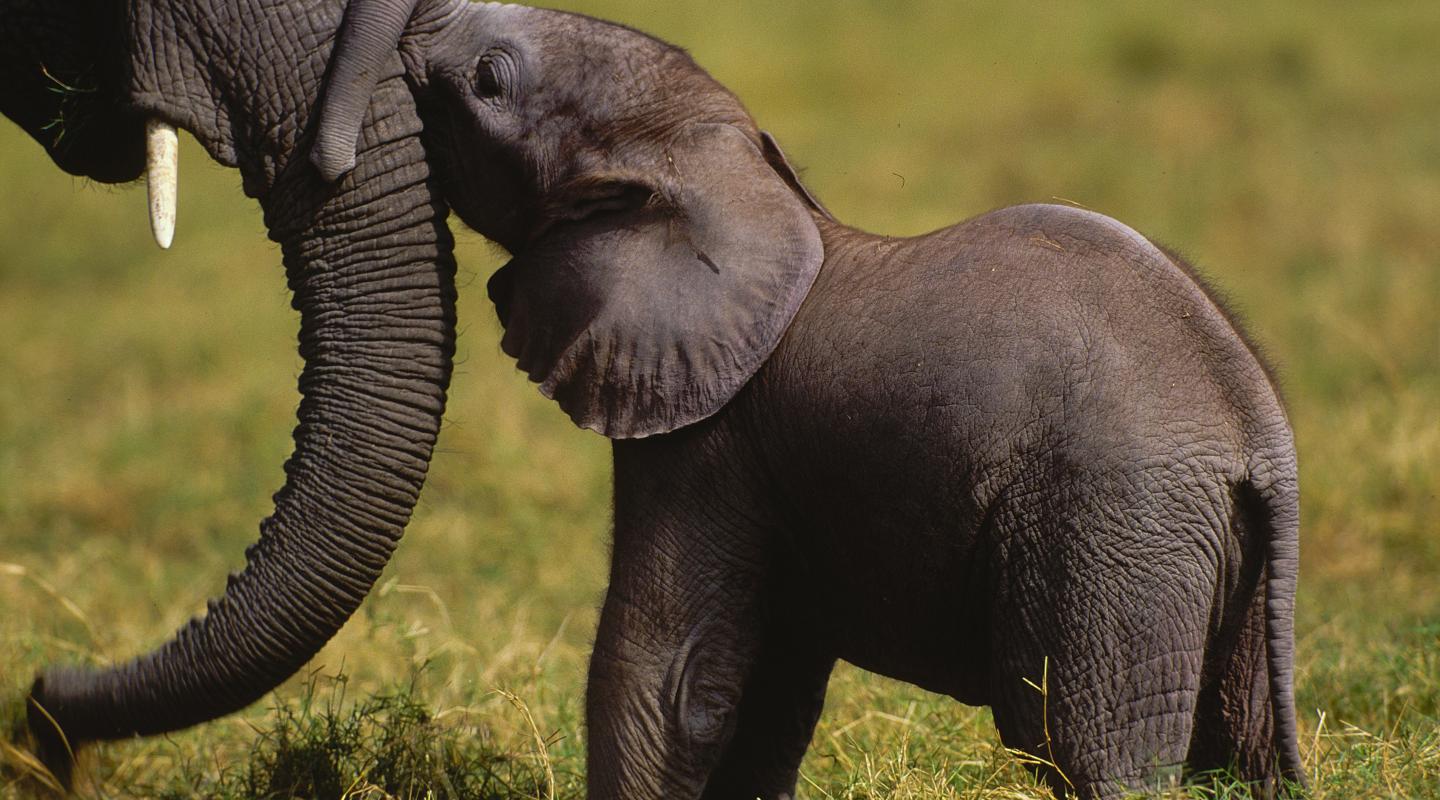 Our top 10 facts about elephants | WWF