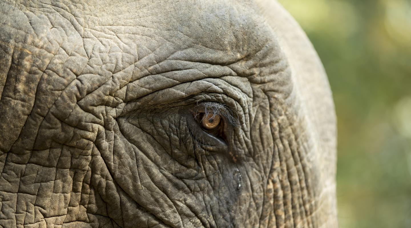 Our top 10 facts about elephants | WWF