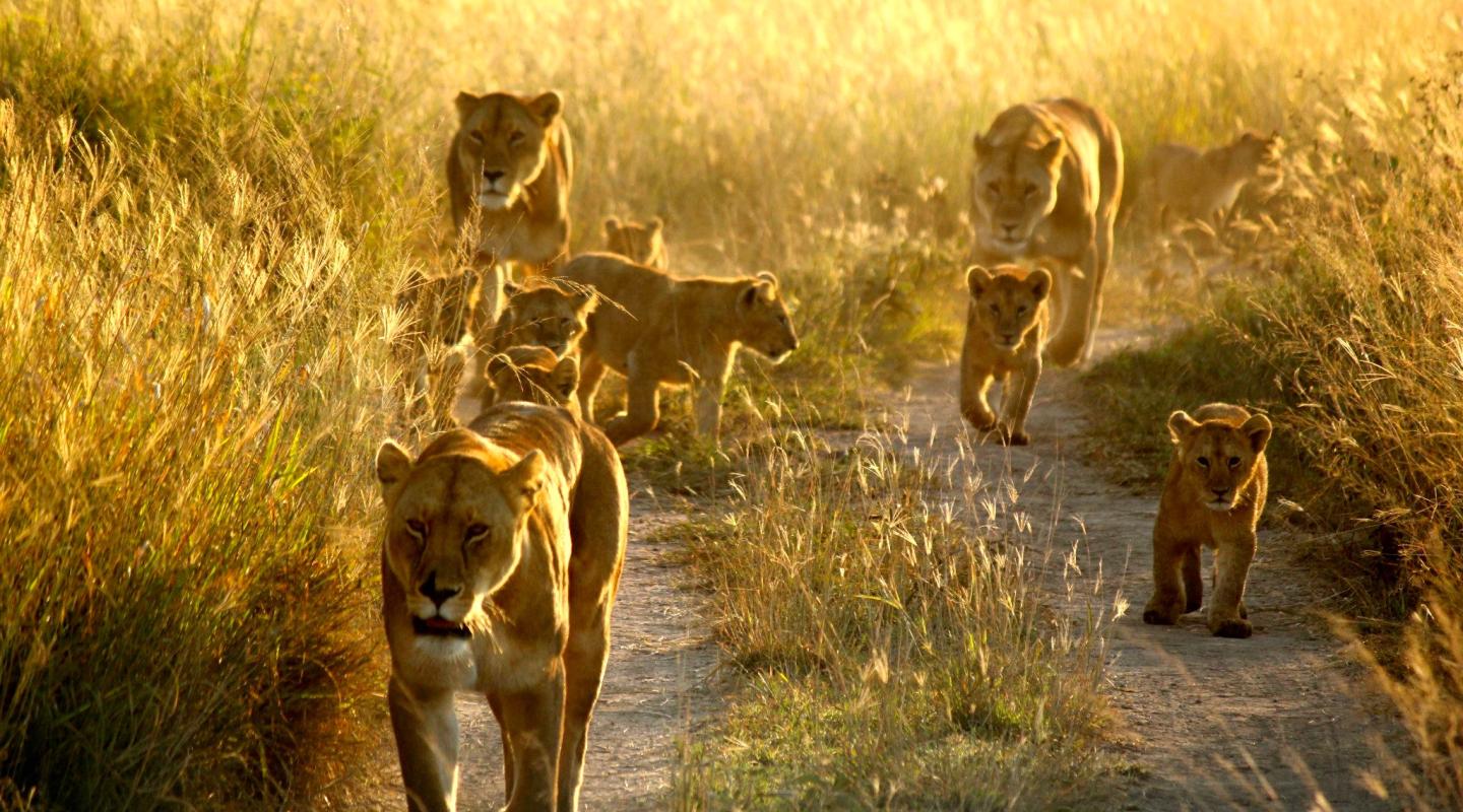 Top 10 facts about Lions | WWF
