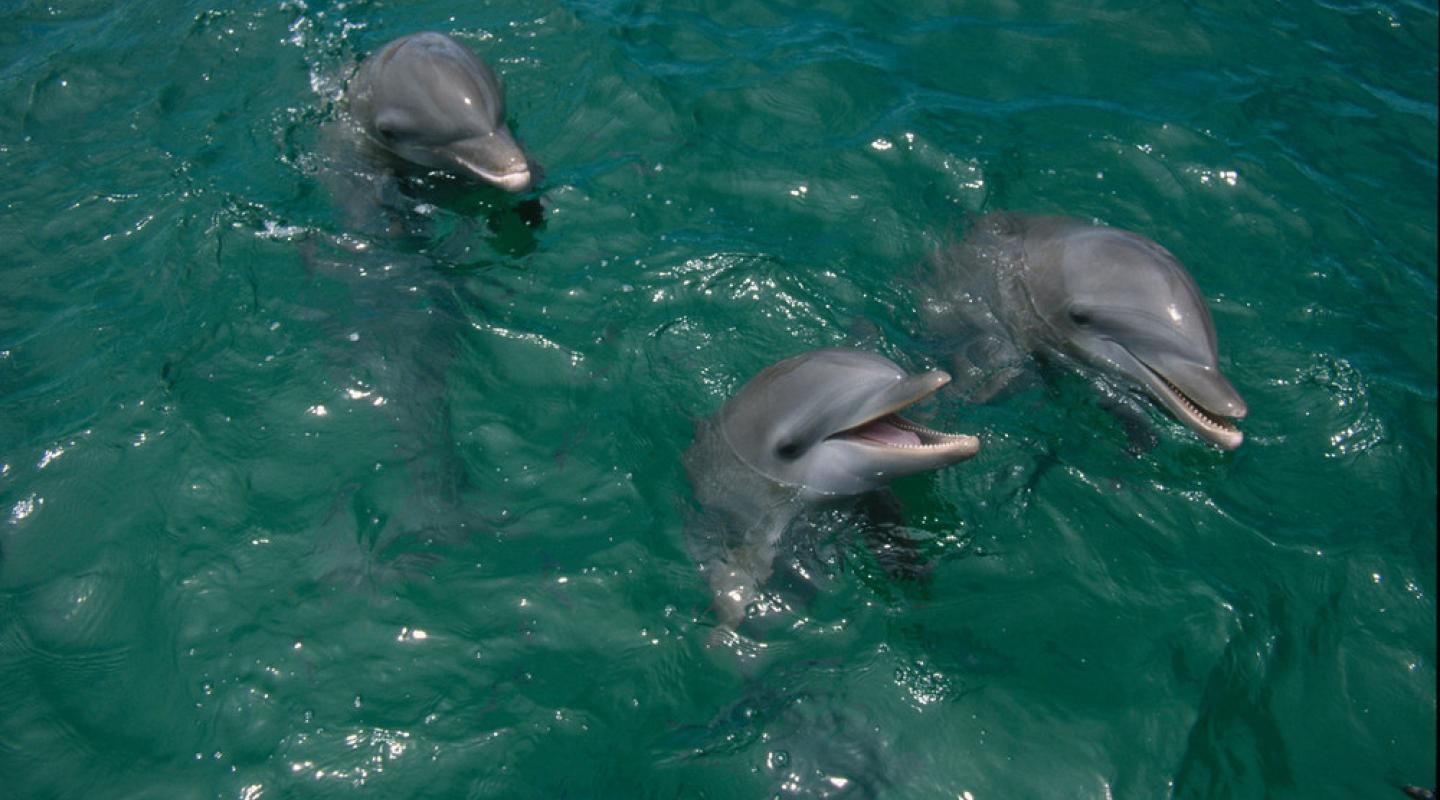 Here are our top 10 facts about dolphins | WWF