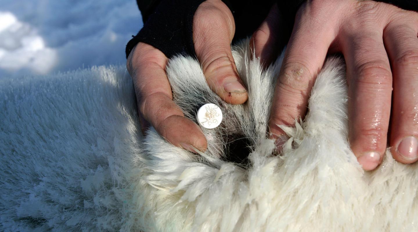The Diary of a Polar Bear Researcher | WWF