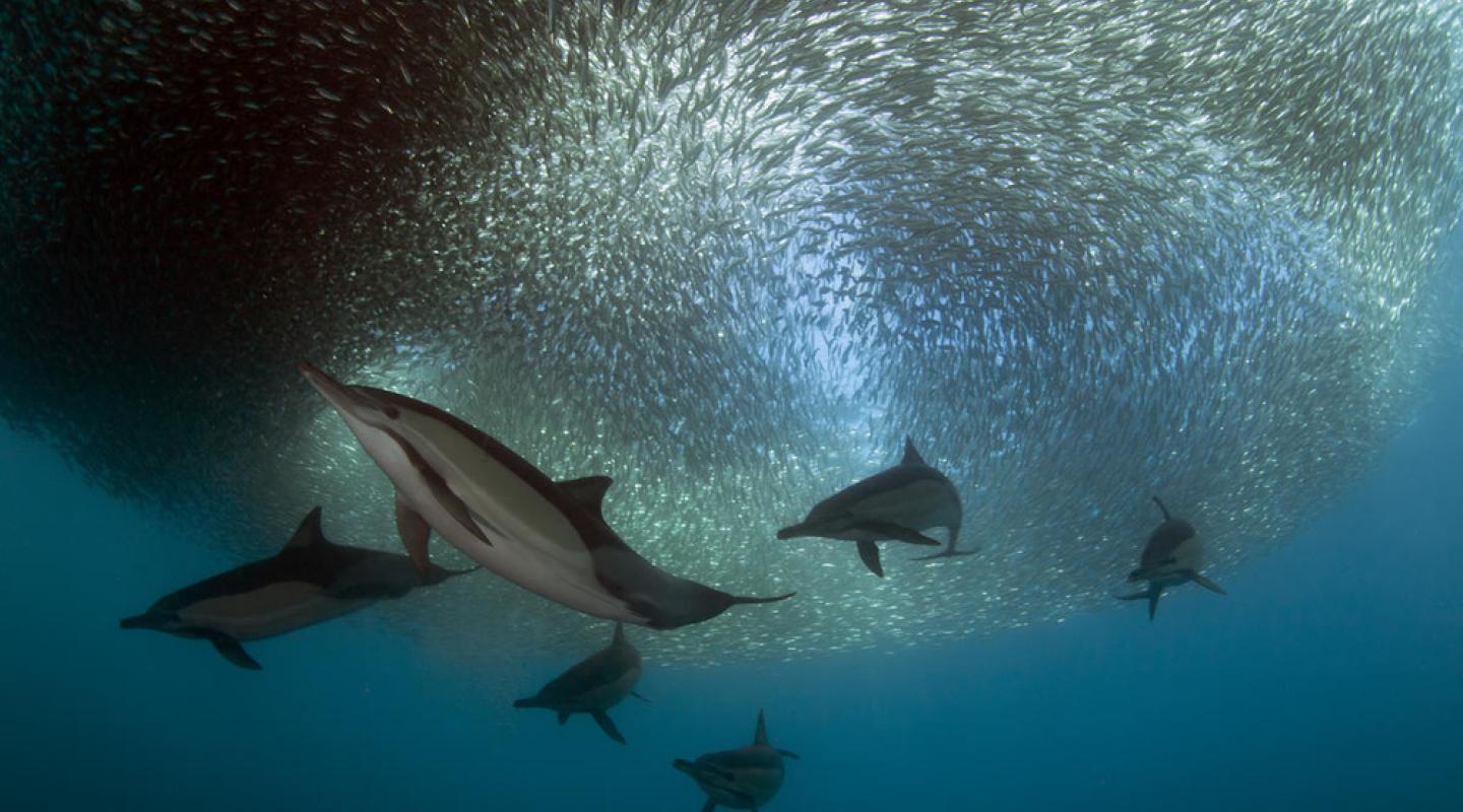 Here are our top 10 facts about dolphins | WWF