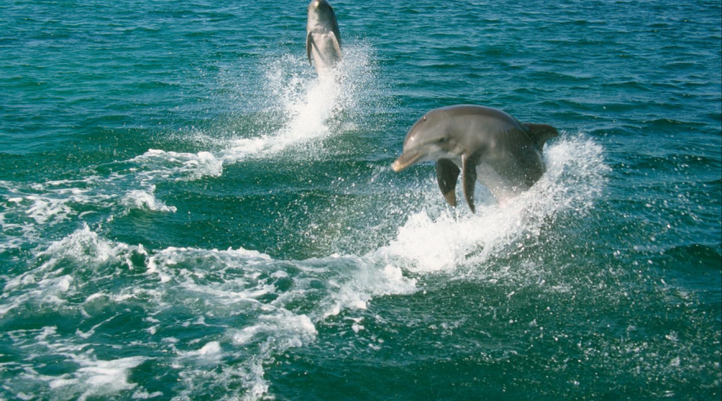 Here are our top 10 facts about dolphins | WWF