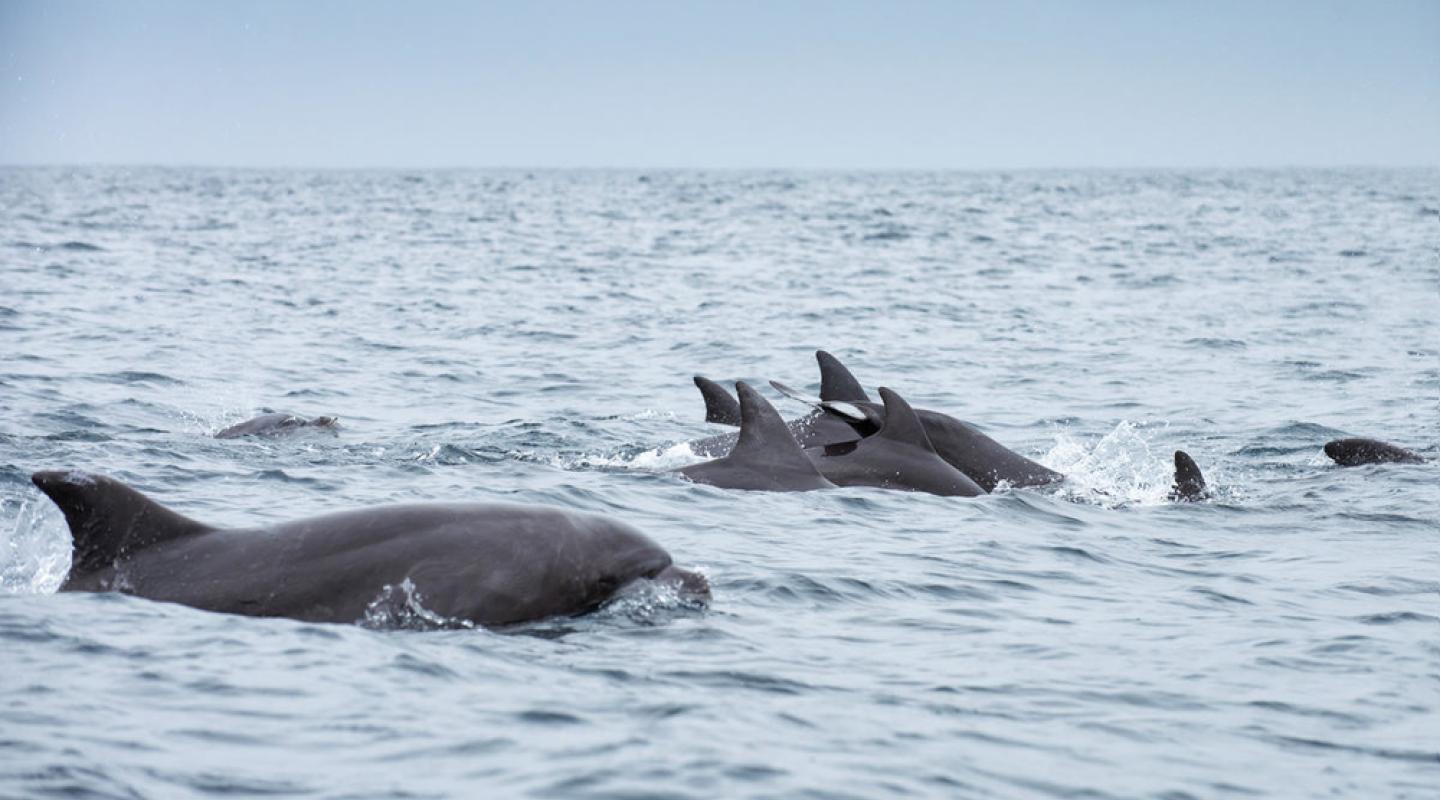 Here are our top 10 facts about dolphins | WWF