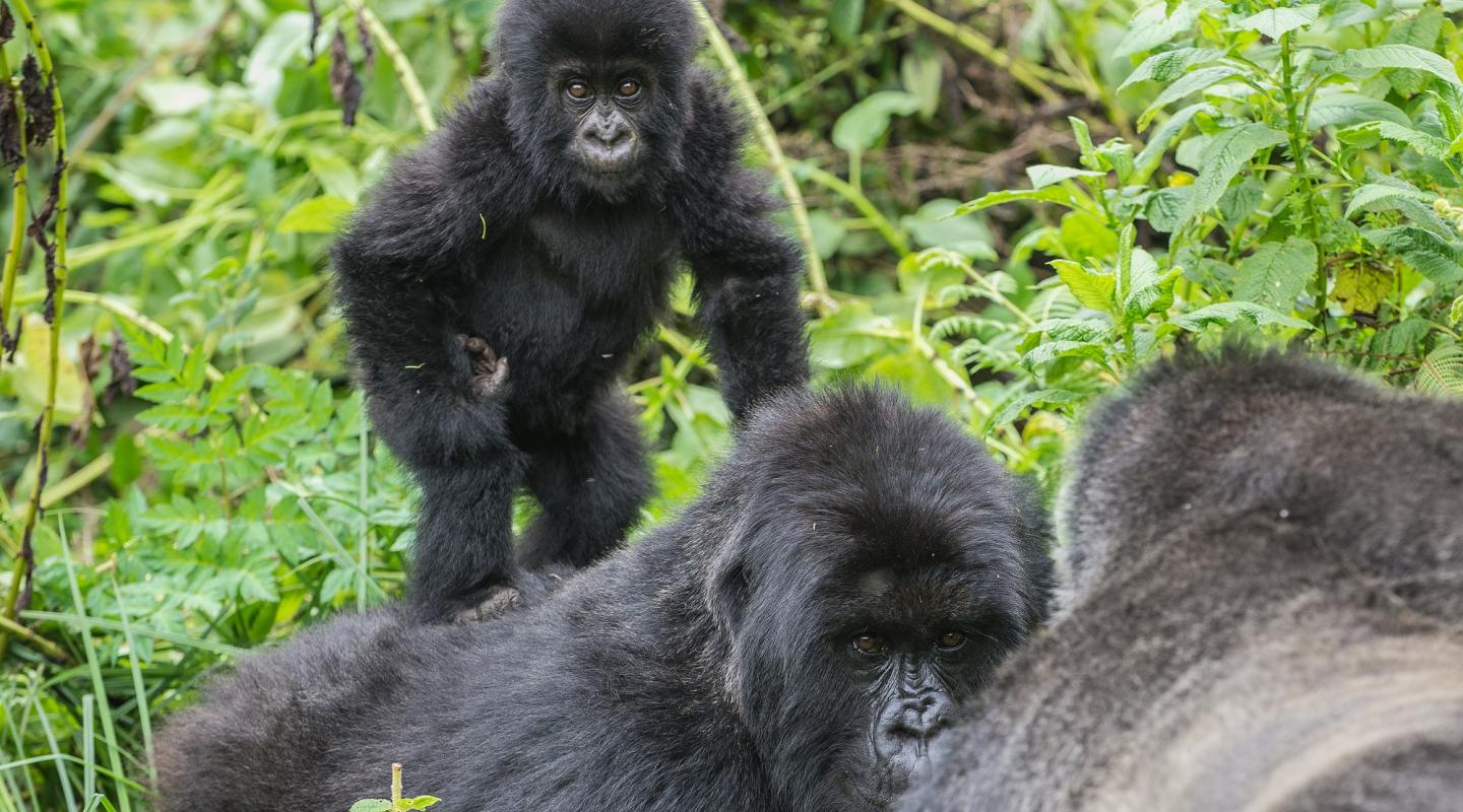 Top 10 facts about mountain gorillas | WWF