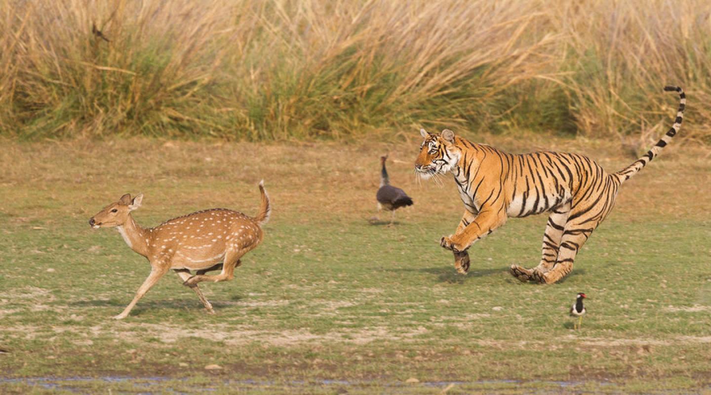 Top 10 Facts About Tigers Wwf