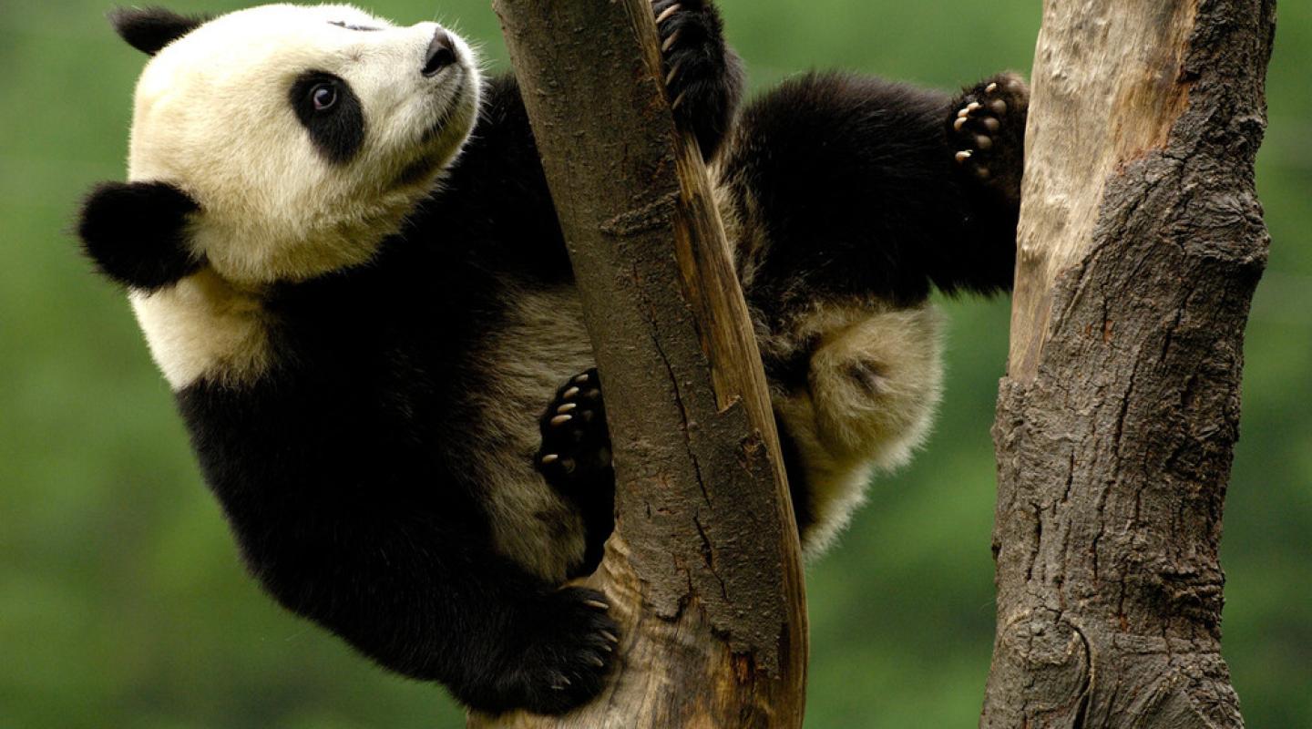Top 10 facts about Pandas | WWF