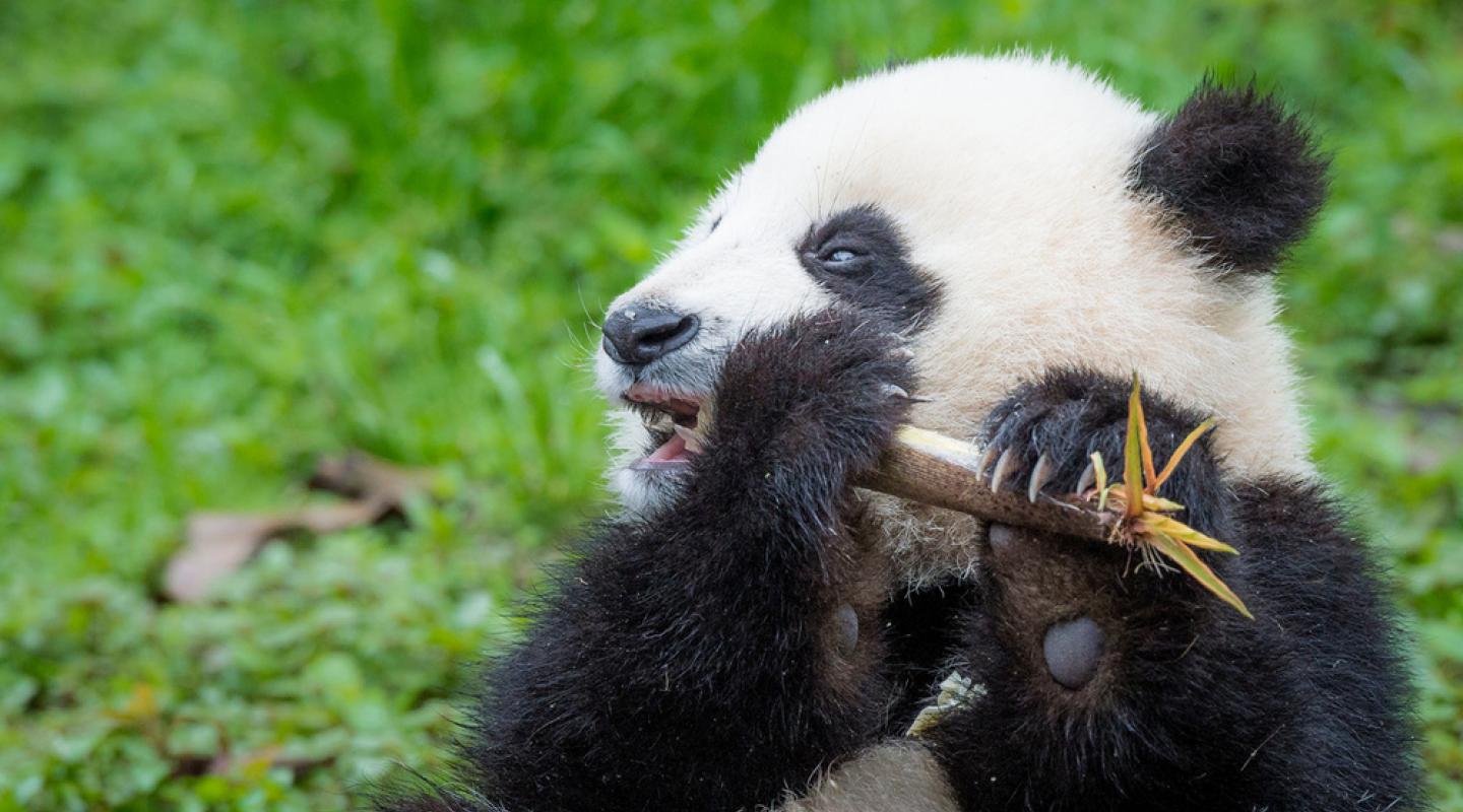 Top 10 Facts About Pandas Wwf