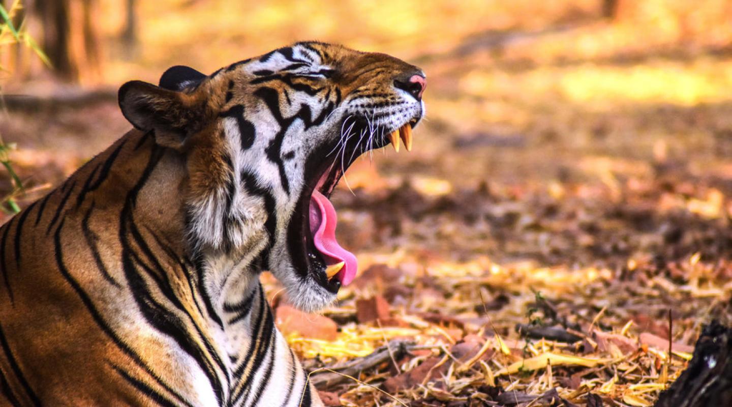 Top 10 Facts About Tigers Wwf