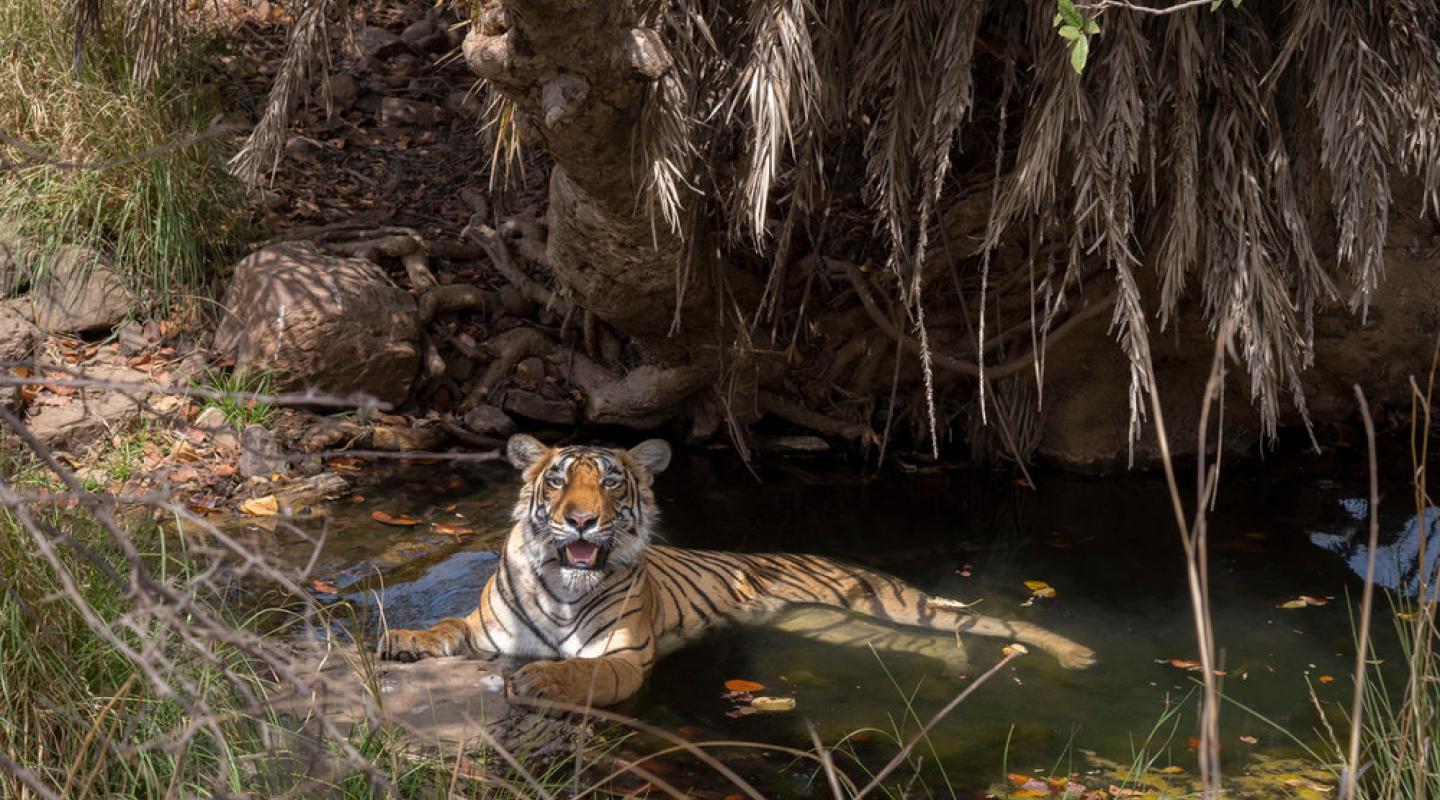 Top 10 facts about Tigers | WWF