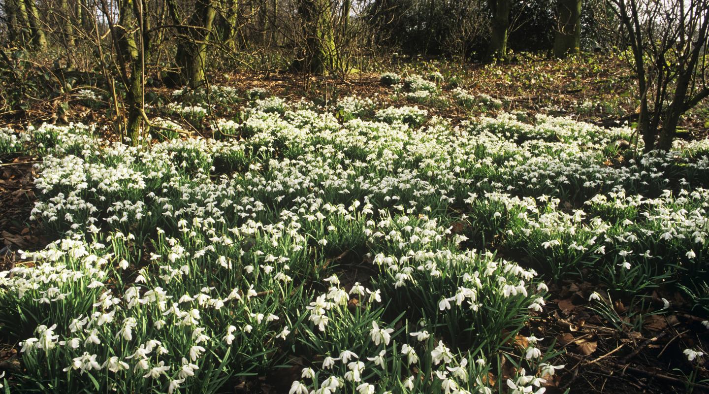 Nature you can spot in winter | WWF