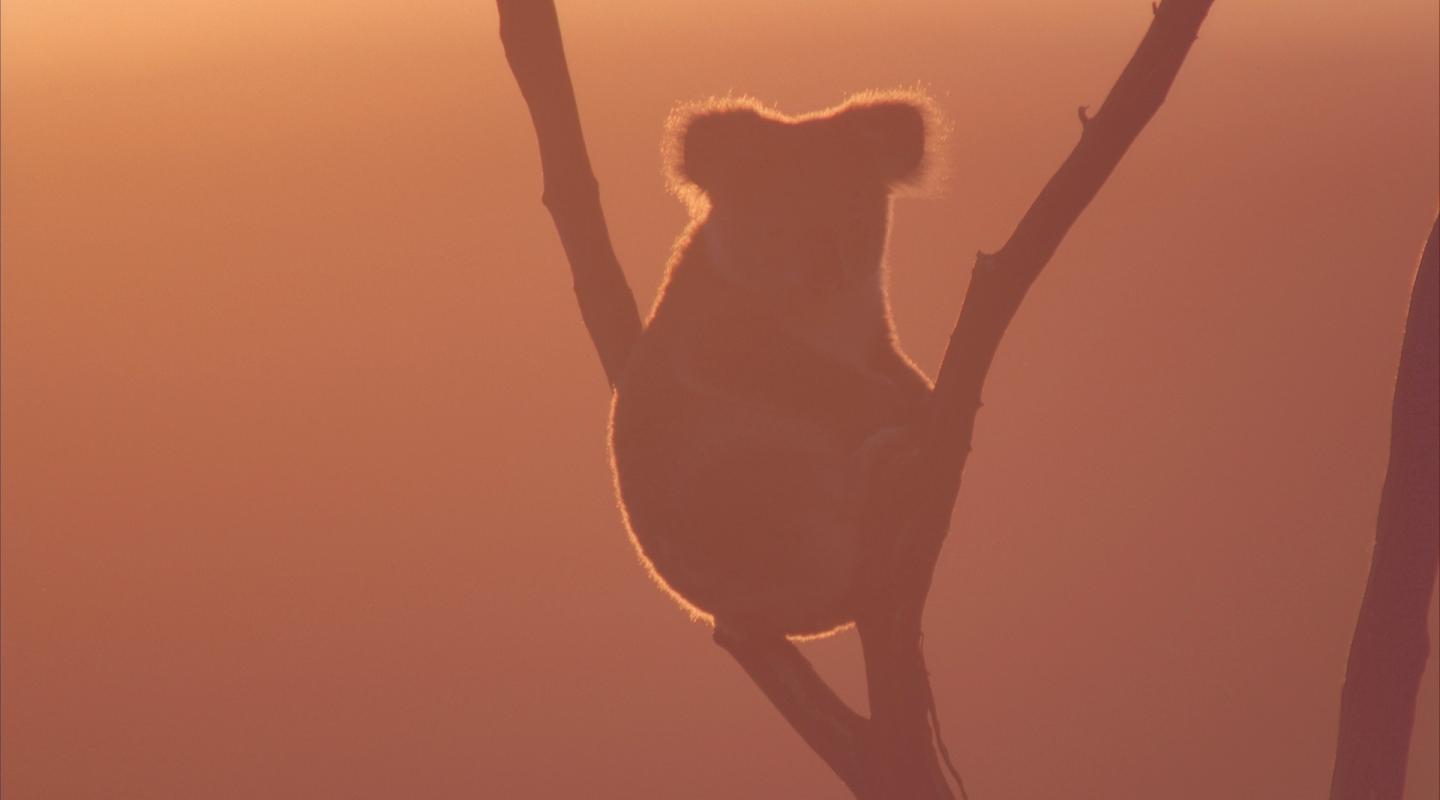 Top 10 facts about Koalas | WWF