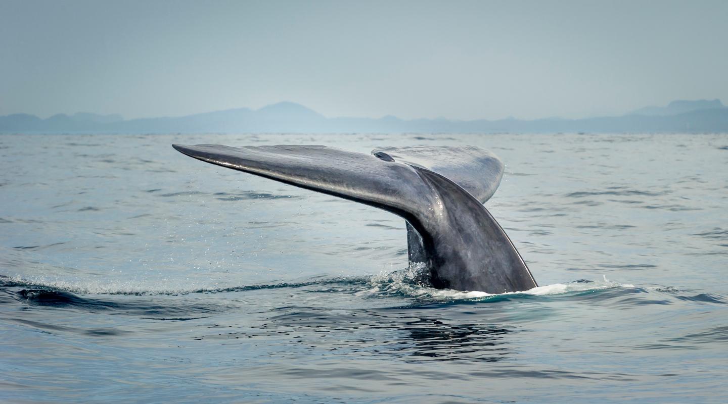 Here are our top 10 facts about whales | WWF
